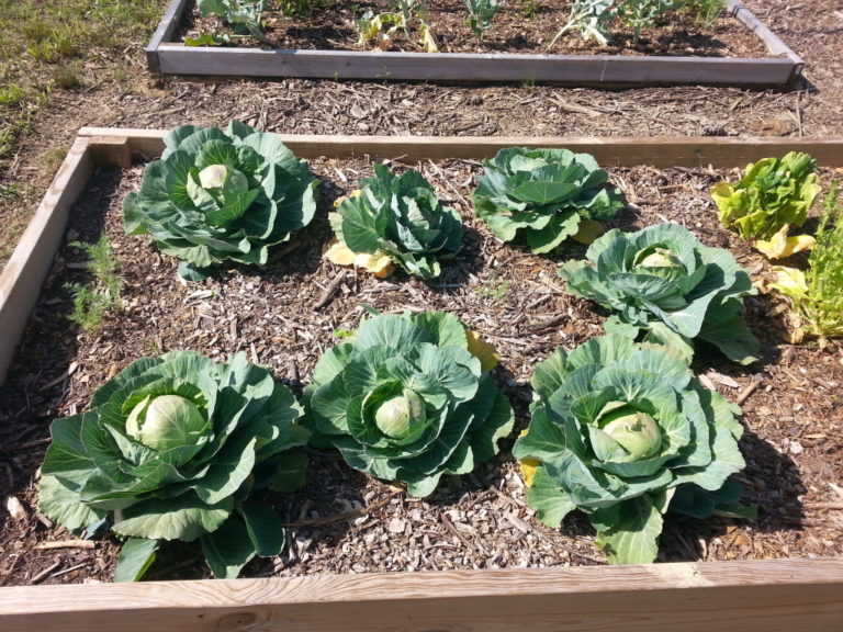 Crop Rotation for Home Vegetable Gardeners | The Beginner's Garden