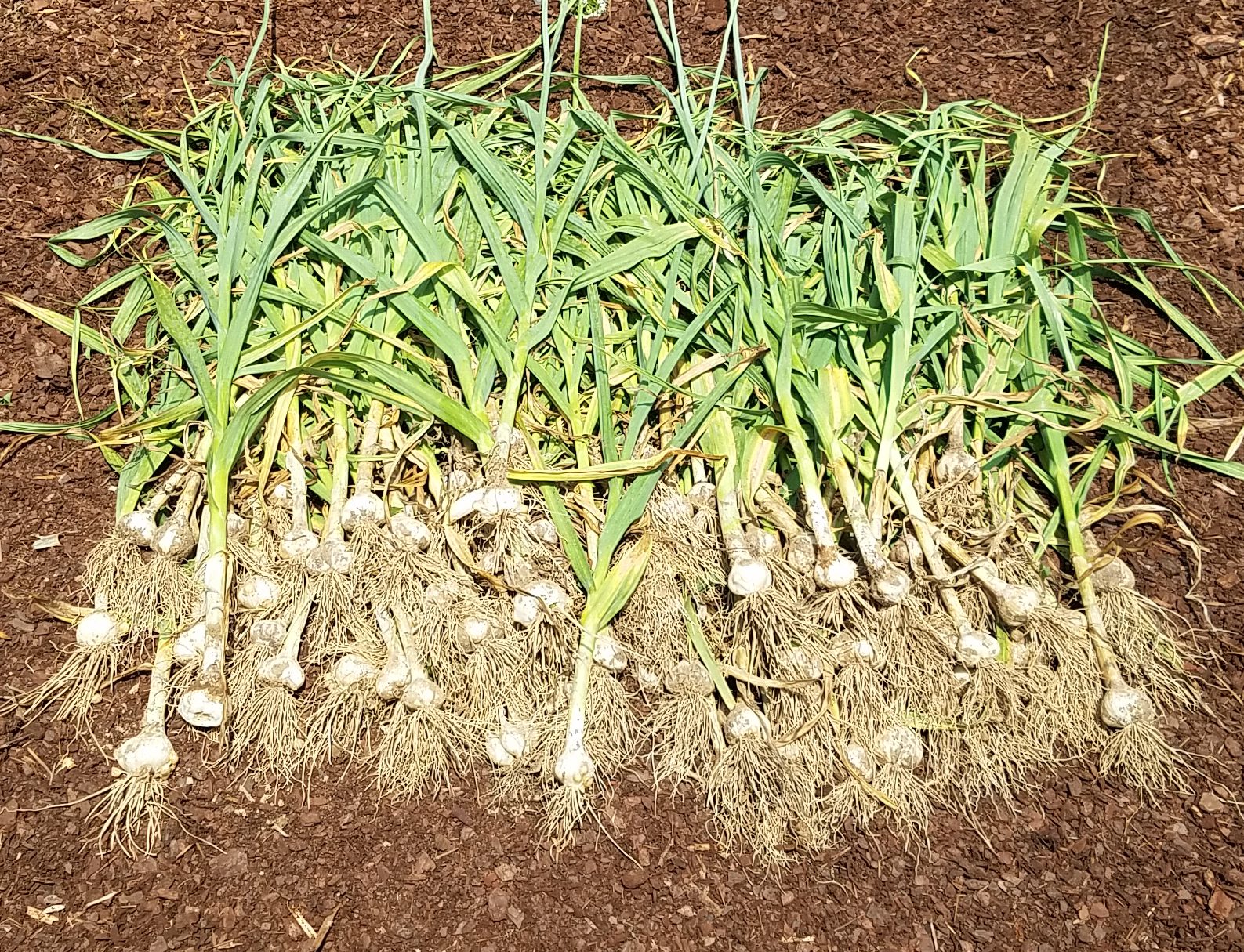 6 Low Maintenance Crops for Busy Gardeners | The Beginner's Garden