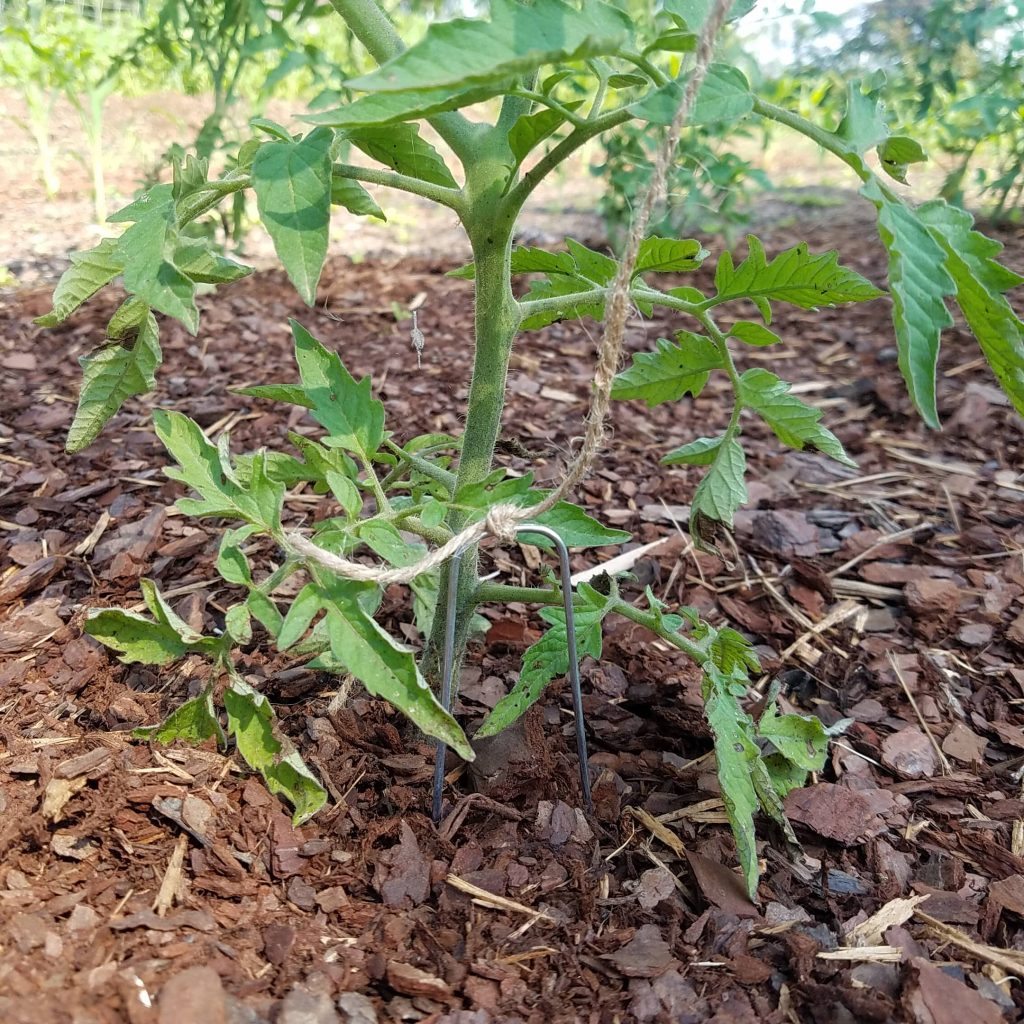 Is it better to stake or cage tomatoes? | The Beginner's Garden