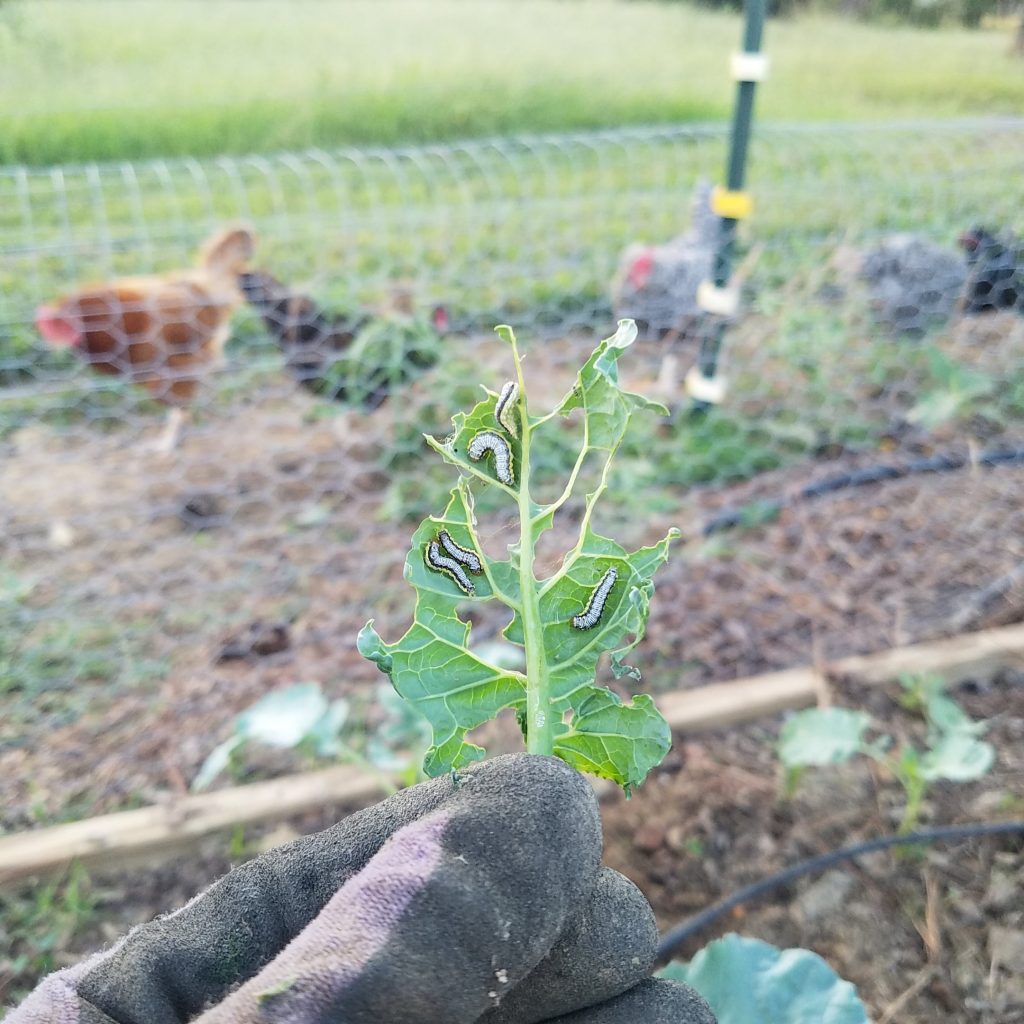 5 Organic Cabbage Worm Pest Control Methods - The Beginner's Garden