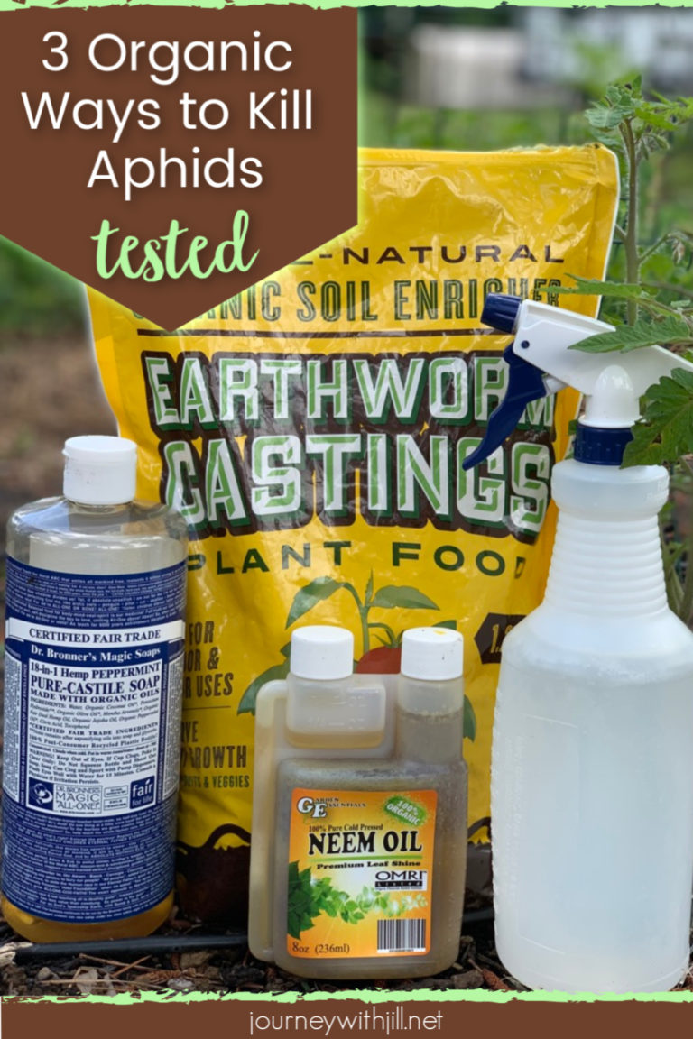 3 Organic Aphid Control Methods -- Tested | The Beginner's Garden