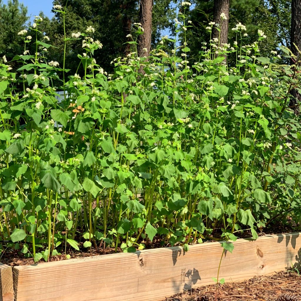 Confusing Garden Terms Explained | The Beginner's Garden