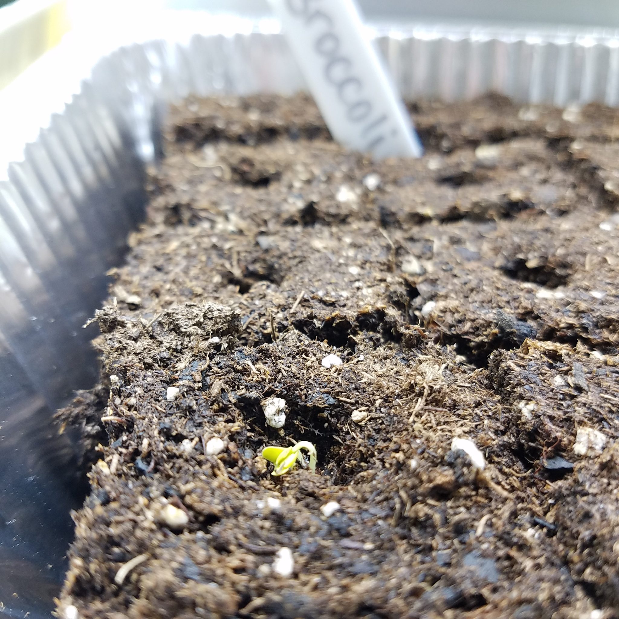 14 Broccoli Growing Problems and How to Prevent Them | The Beginner's ...