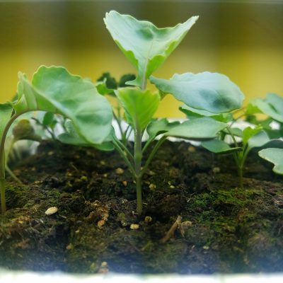 14 Broccoli Growing Problems and How to Prevent Them | The Beginner's ...
