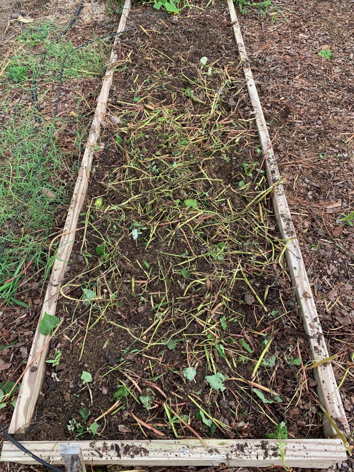 How to Prepare Soil for Growing Garlic | The Beginner's Garden