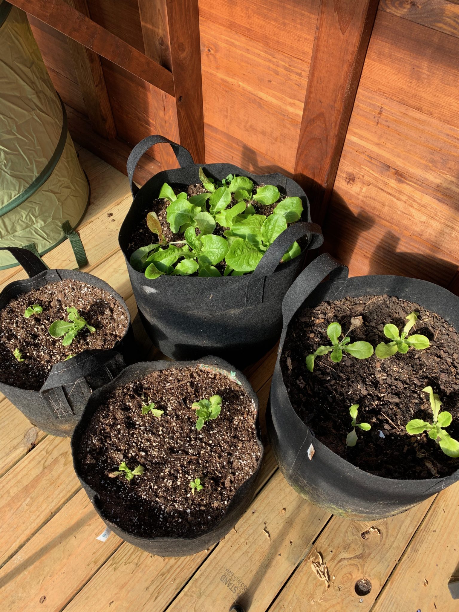 Grow Bags for Vegetable Gardening and More | The Beginner's Garden