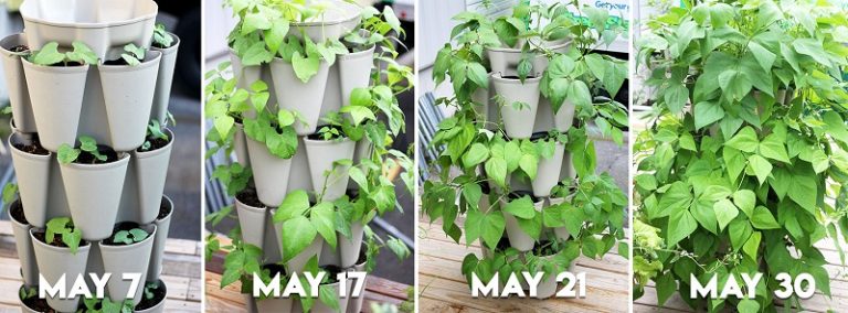 How to Grow in a Greenstalk Vertical Planter | The Beginner's Garden