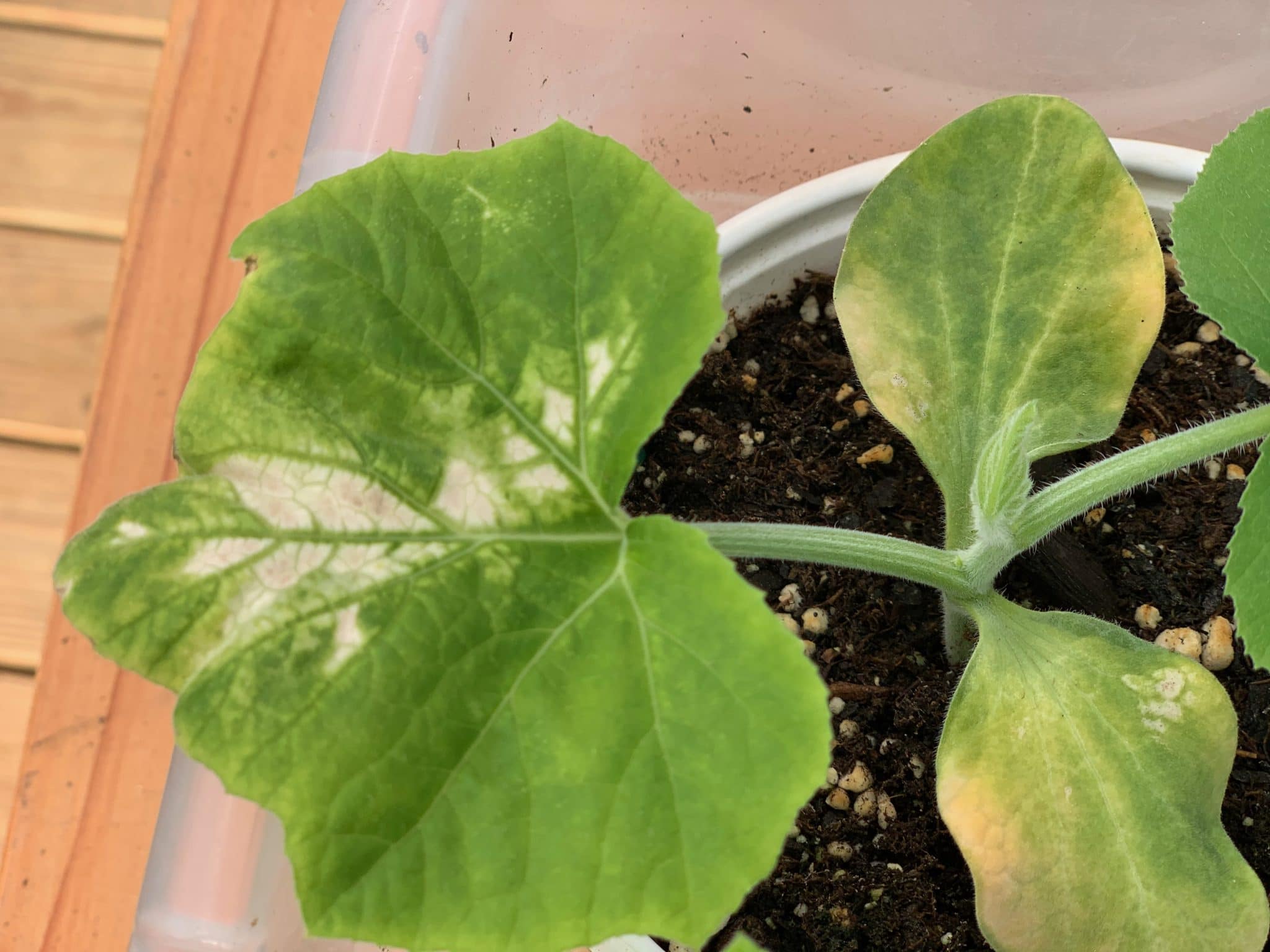 Squash: What Can Go Wrong and How to Prevent It | The Beginner's Garden