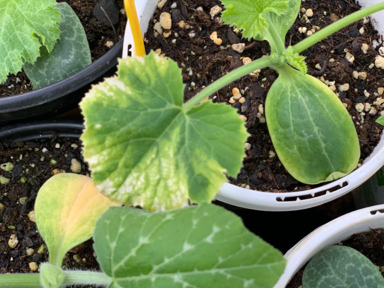 Squash: What Can Go Wrong and How to Prevent It | The Beginner's Garden