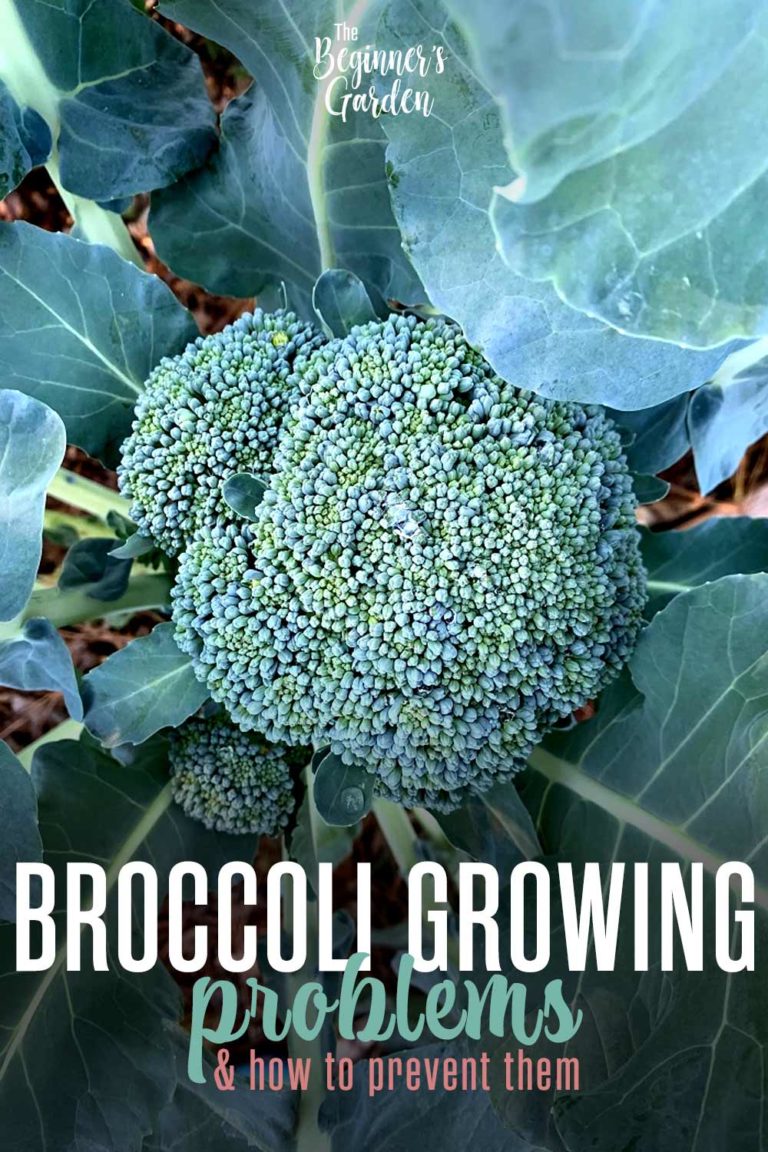 14 Broccoli Growing Problems and How to Prevent Them | The Beginner's ...