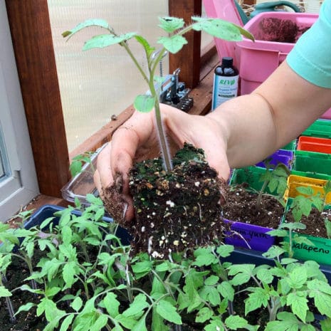 Potting Up: What is it and How to Do It | The Beginner's Garden