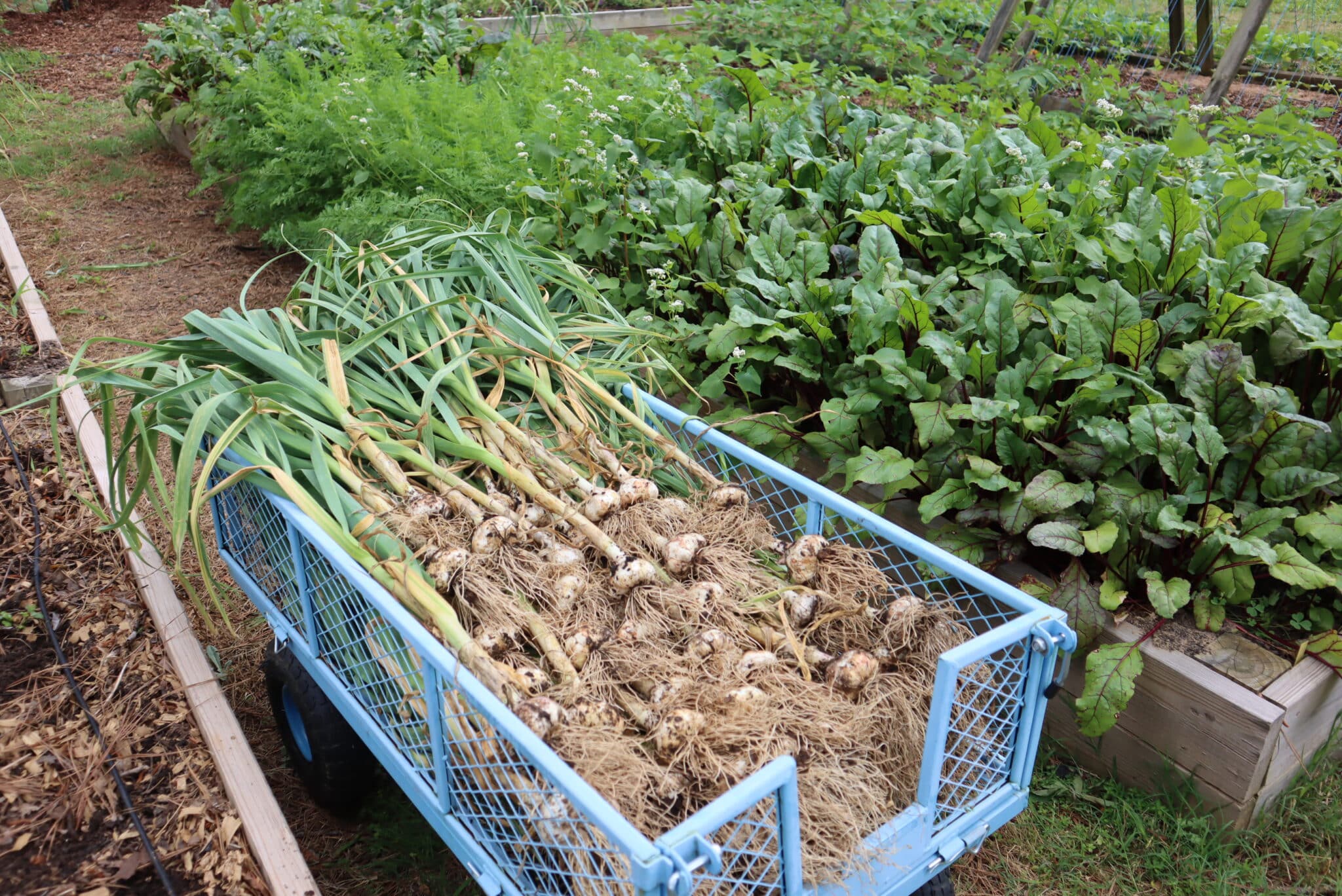 Best Types of Garlic You Can Grow in Your Climate | The Beginner's Garden