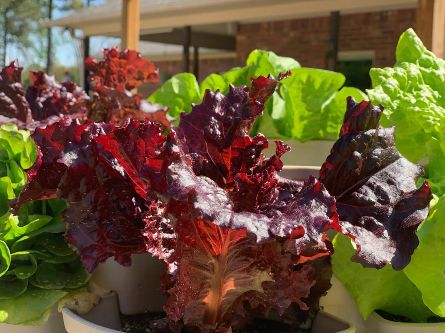 How to Grow Lettuce: Beginner's Starter Guide | The Beginner's Garden