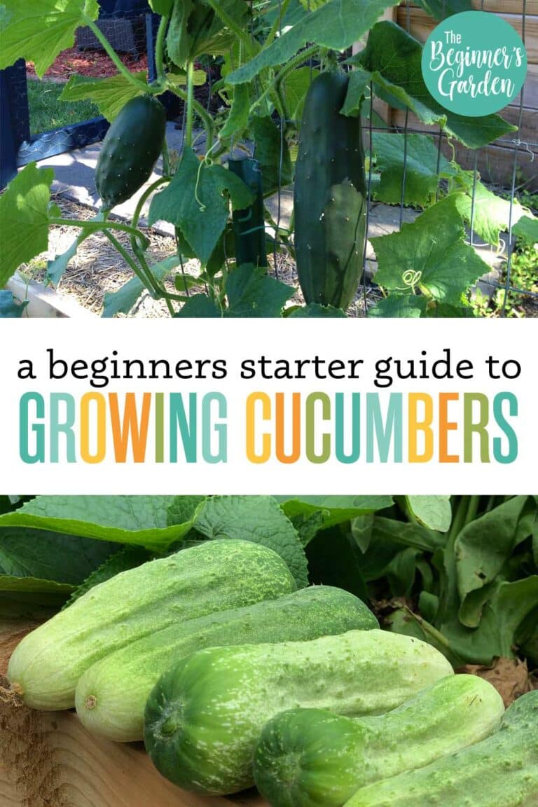 How to Grow Cucumbers: Beginner's Starter Guide | The Beginner's Garden