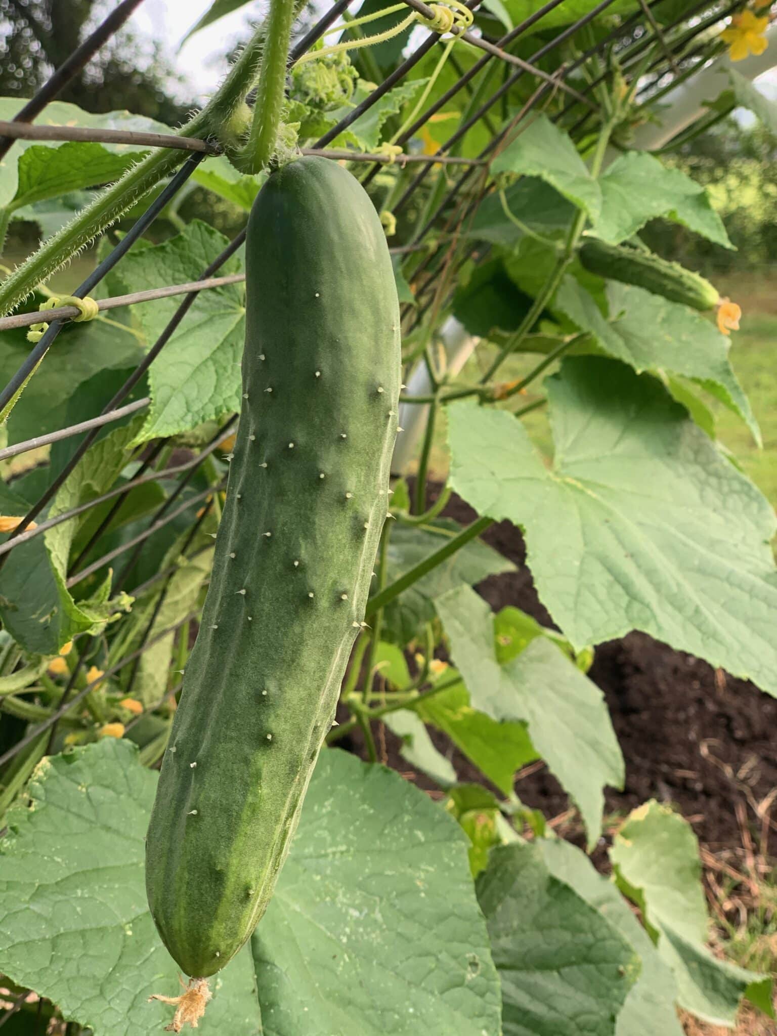 How to Grow Cucumbers: Beginner's Starter Guide | The Beginner's Garden