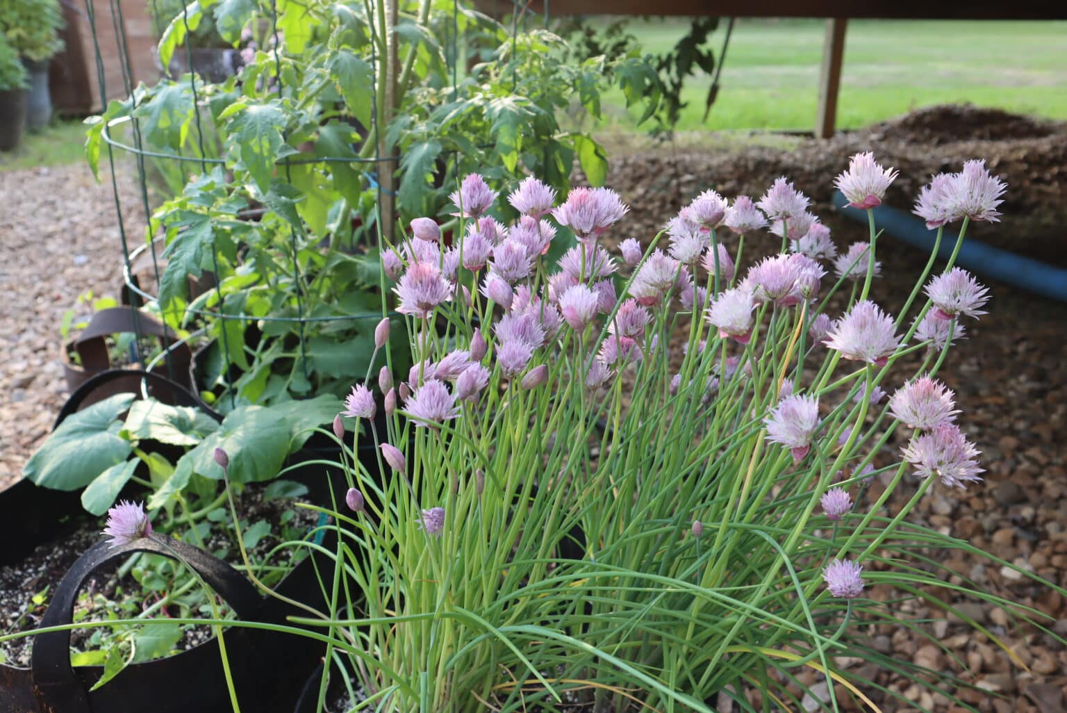 Companion Planting Herbs in Containers | The Beginner's Garden