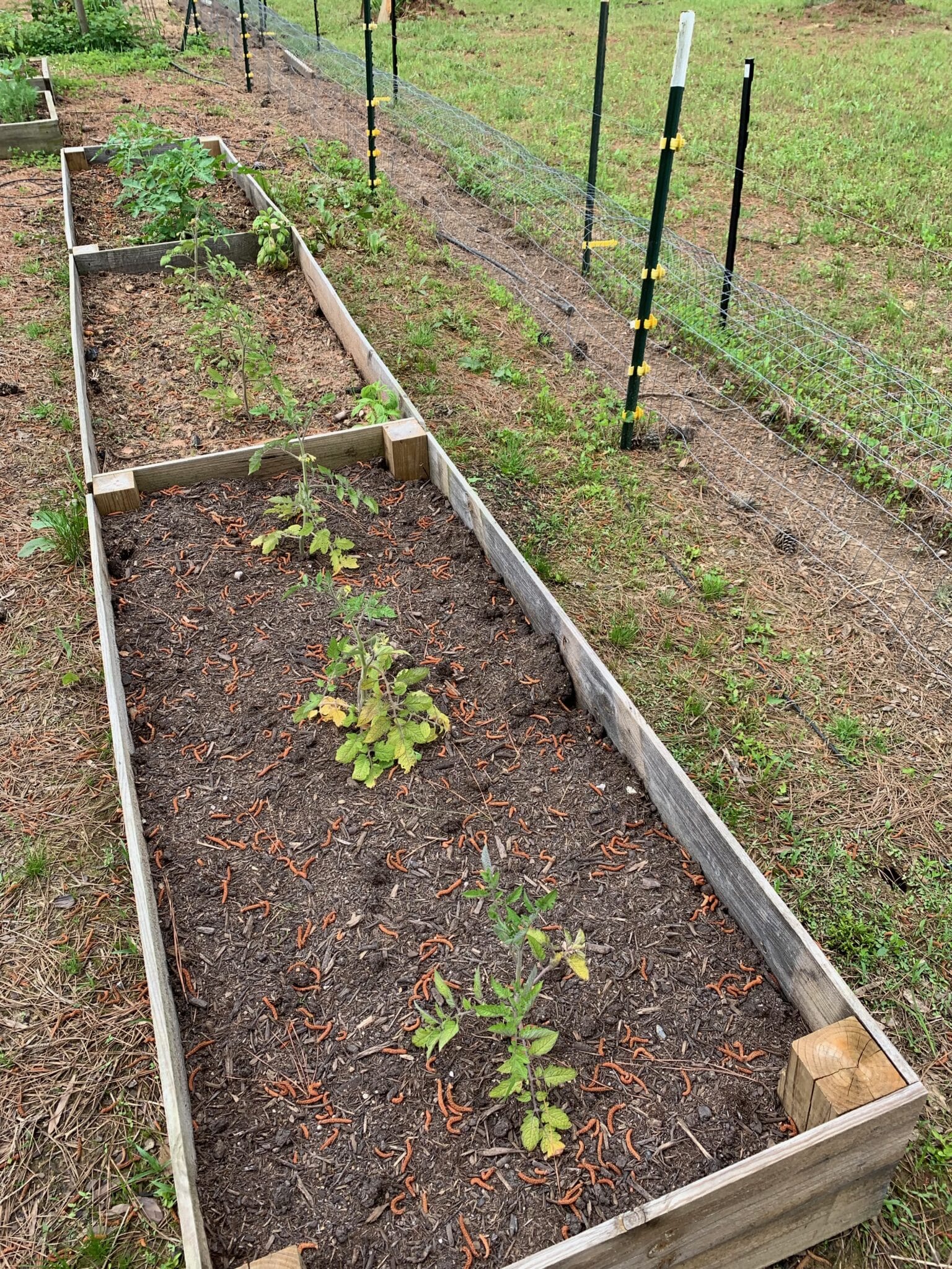 Raised Bed Gardening Do's and Don'ts | The Beginner's Garden