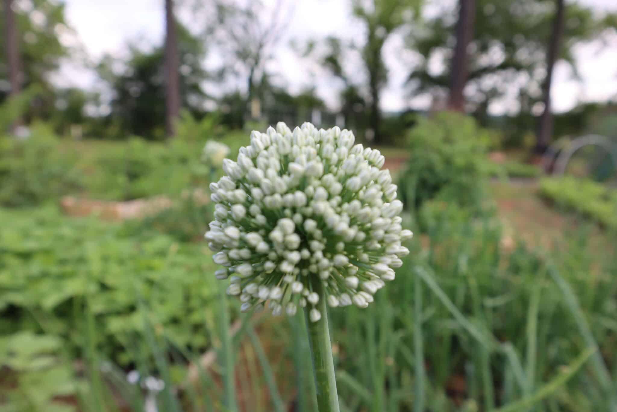 What to Do When Onions Bolt | The Beginner's Garden