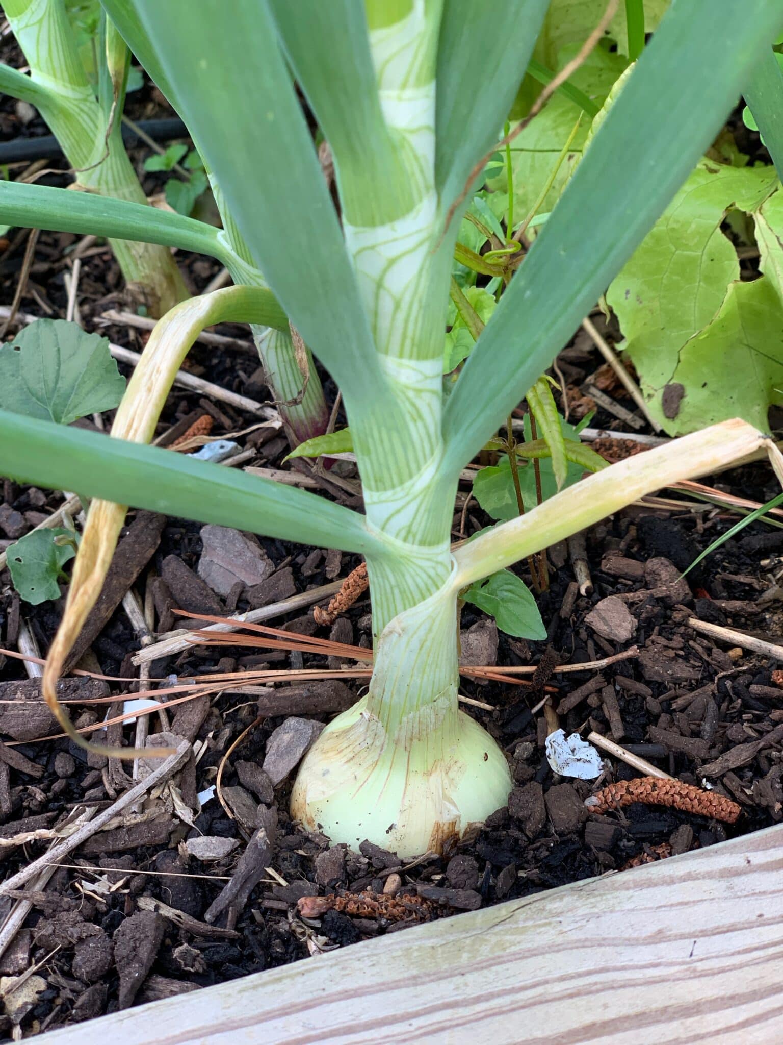 What to Do When Onions Bolt | The Beginner's Garden