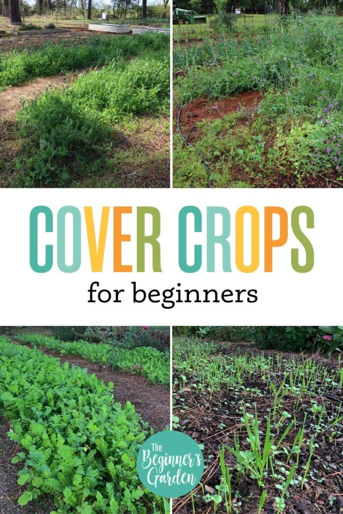 Garden Cover Crops for Beginners | The Beginner's Garden