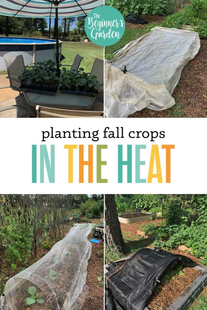 How to Plant Fall Crops in the Heat of the Summer | The Beginner's Garden