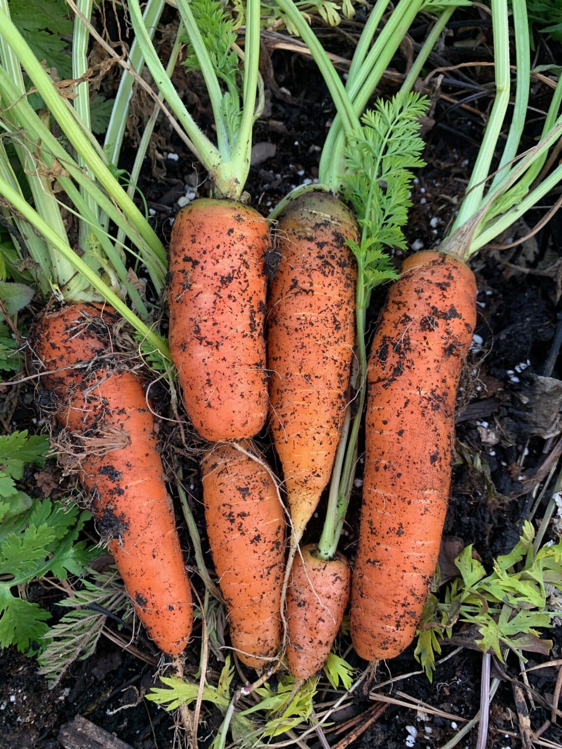 5 Cold-Tolerant Crops For the Fall Garden & Best Varieties | The ...
