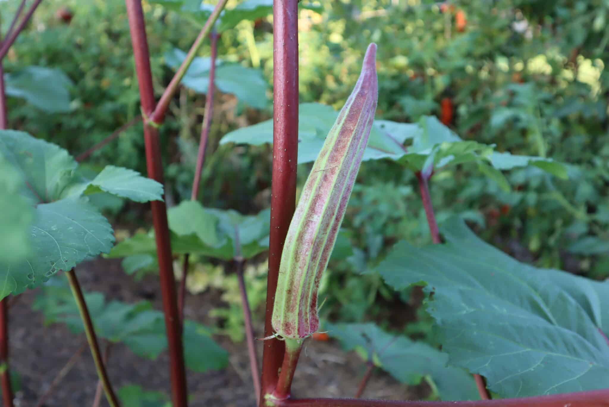 New Okra Varieties to Try (Beyond Clemson Spineless) | The Beginner's ...