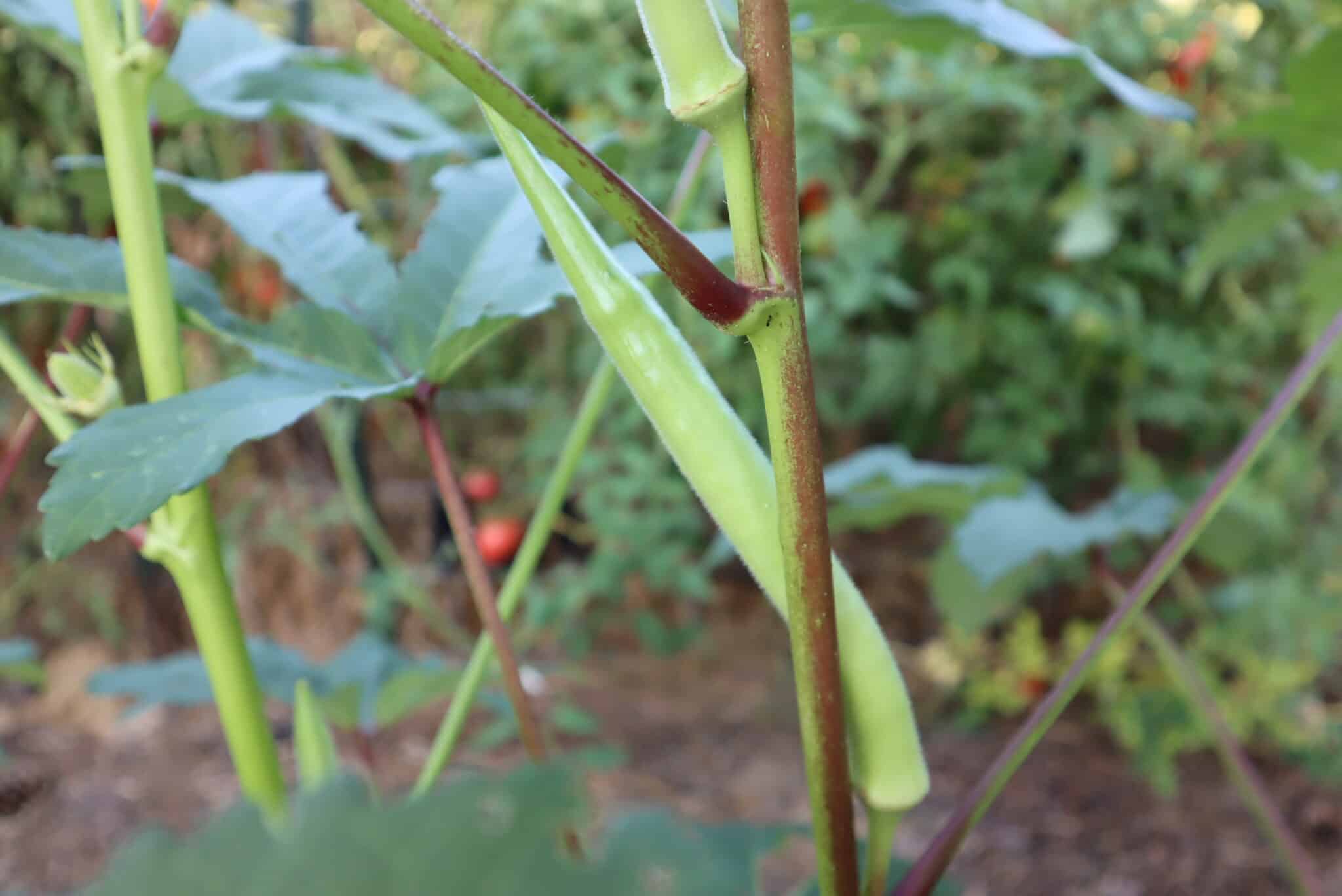 New Okra Varieties to Try (Beyond Clemson Spineless) | The Beginner's ...