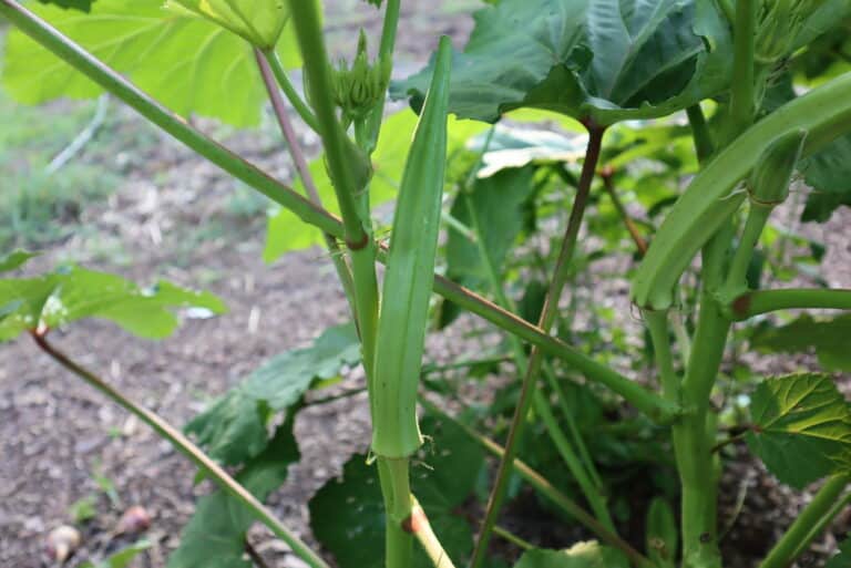 New Okra Varieties to Try (Beyond Clemson Spineless) | The Beginner's ...