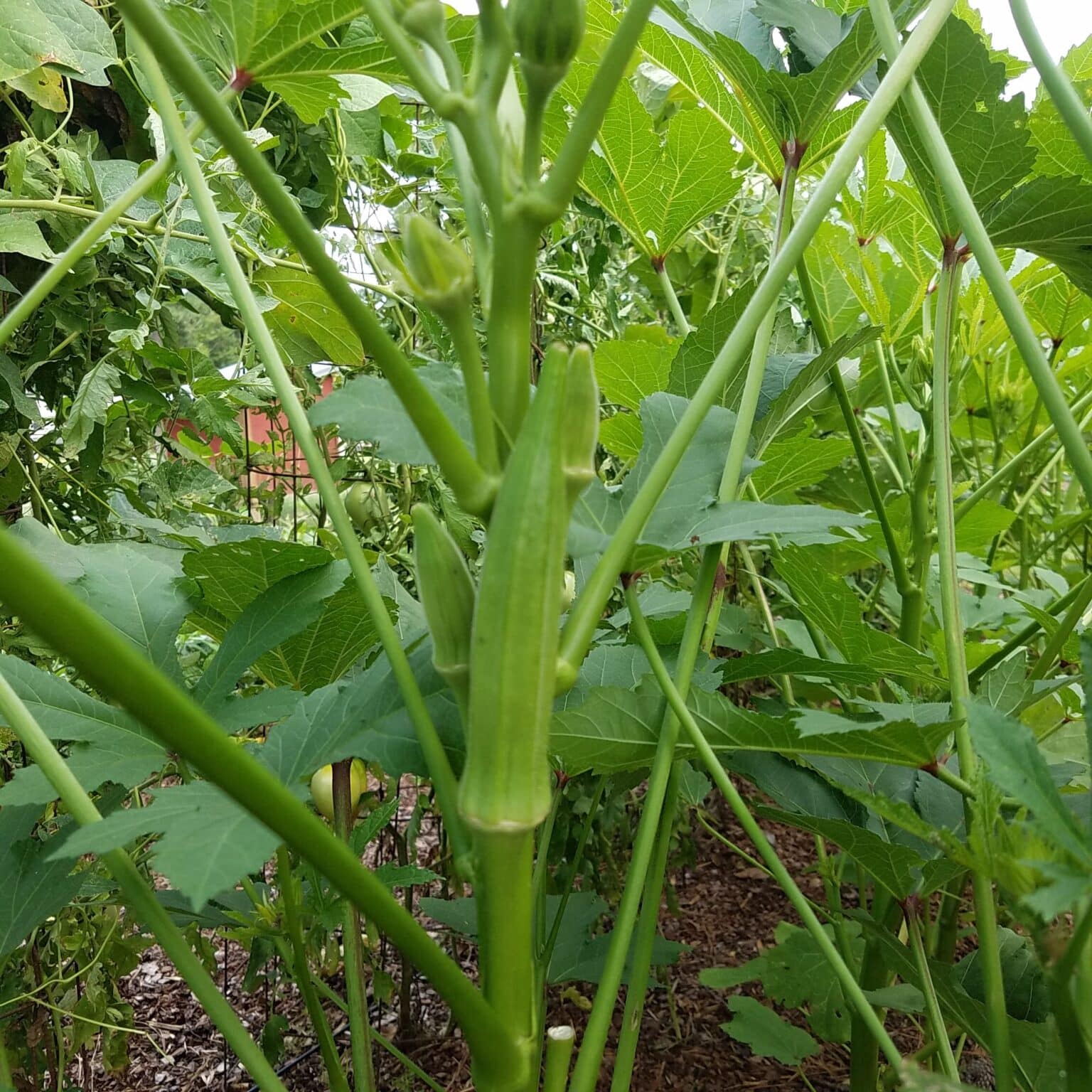 New Okra Varieties to Try (Beyond Clemson Spineless) | The Beginner's ...