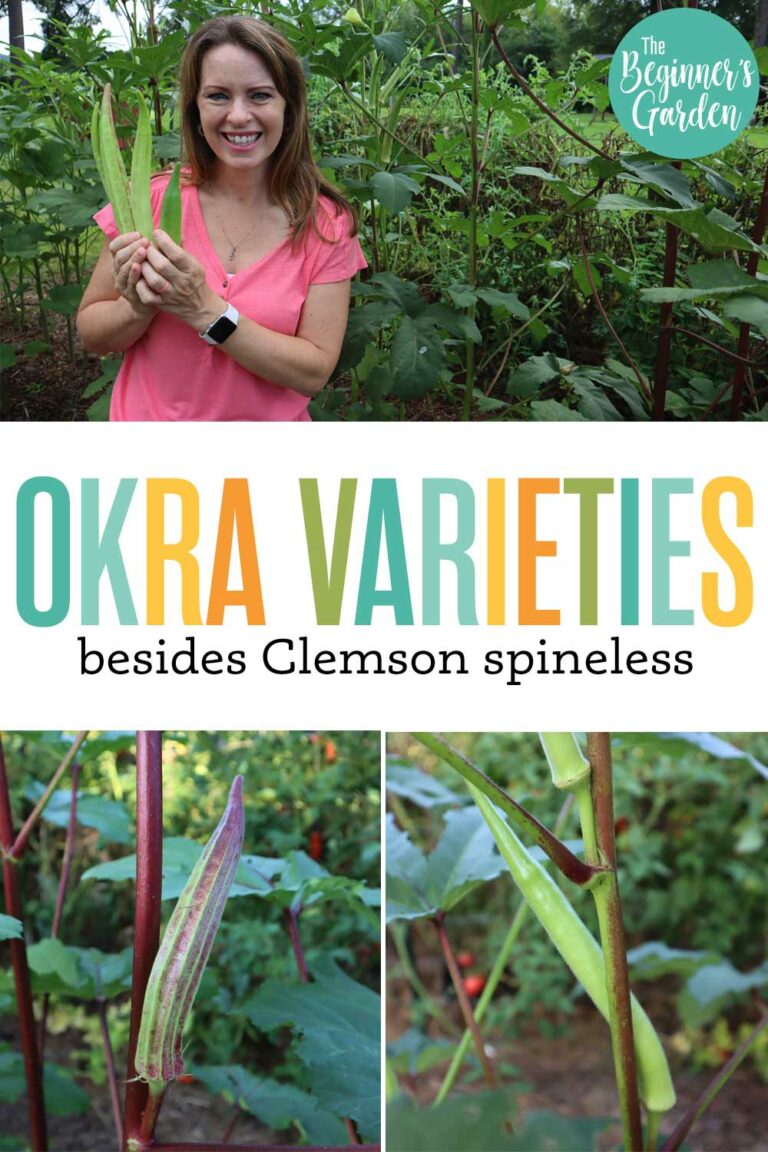 New Okra Varieties to Try (Beyond Clemson Spineless) | The Beginner's ...