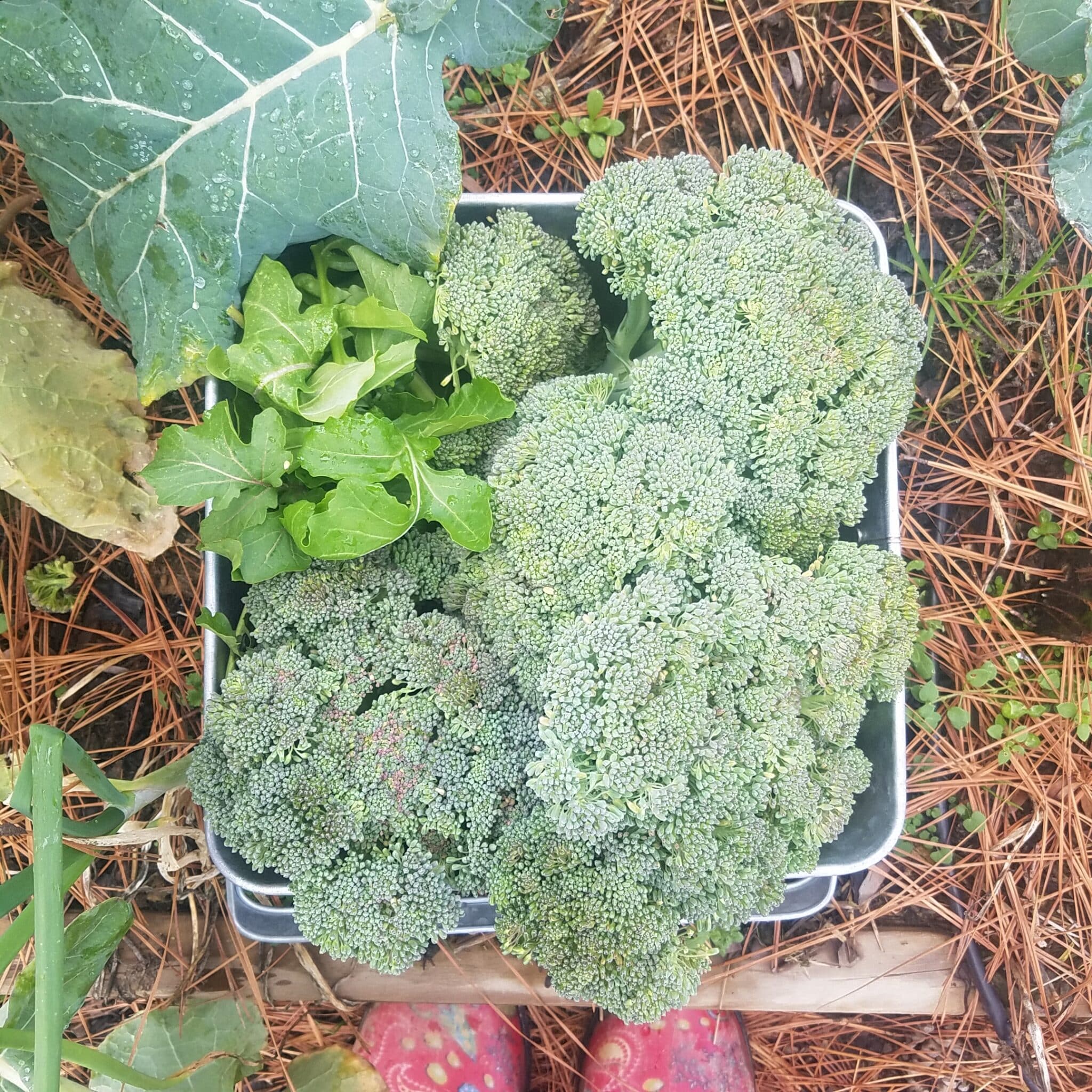 7 Favorite Companion Planting Combinations + Why We Love Them | The ...