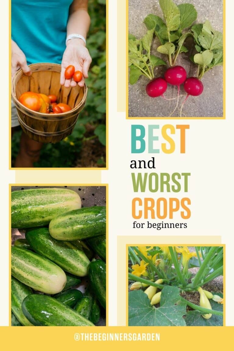 Best and Worst Crops For Beginners | The Beginner's Garden