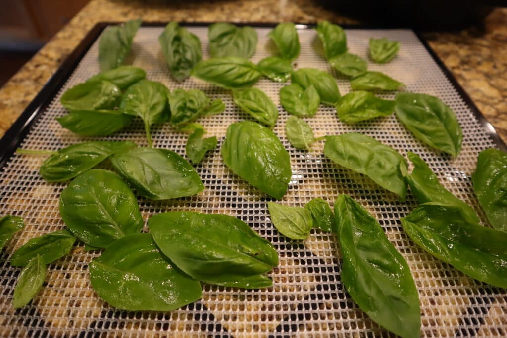 How To Grow Kitchen Herbs and Medicinal Herbs | The Beginner's Garden