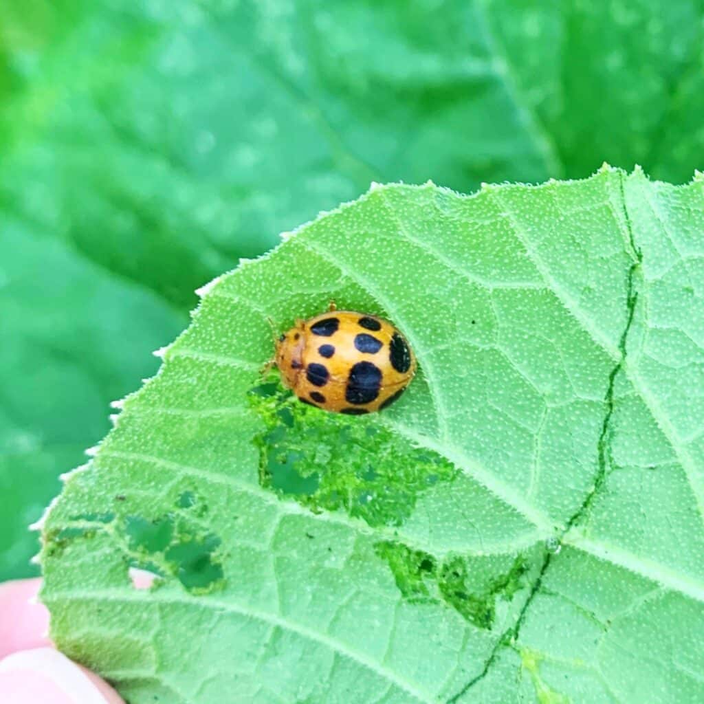 How To Identify What’s Eating Your Plants | The Beginner's Garden