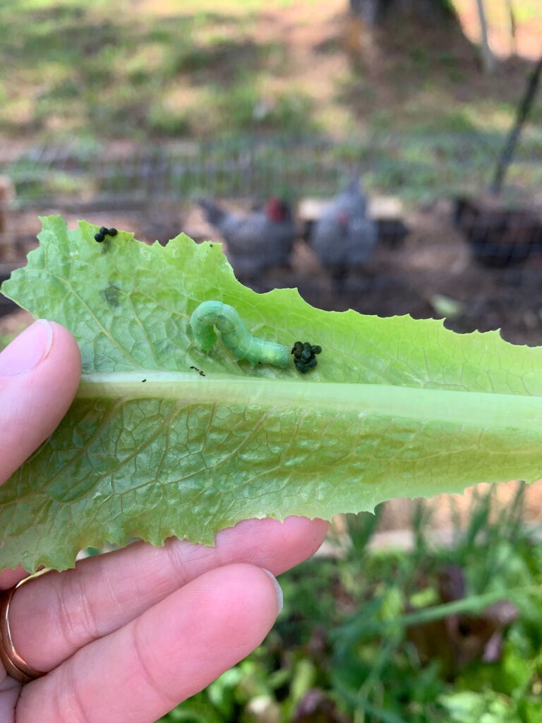 worm-on-lettuce | The Beginner's Garden