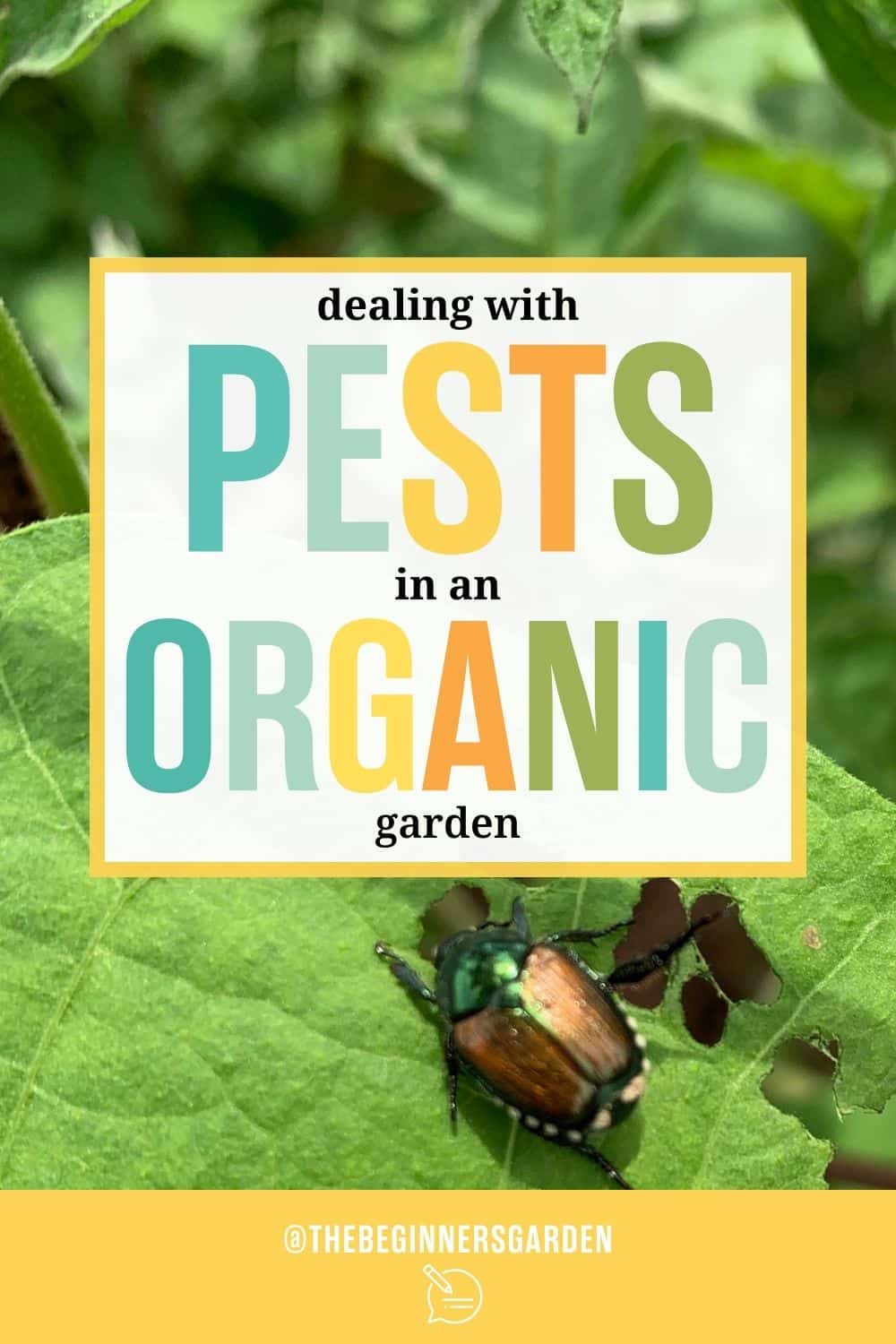 Dealing with Pests in an Organic Garden | The Beginner's Garden