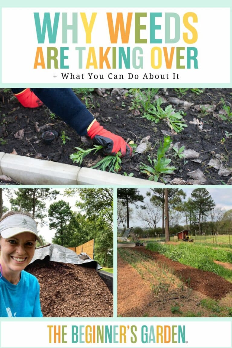 Why Weeds are Taking Over (and what to do about it) | The Beginner's Garden