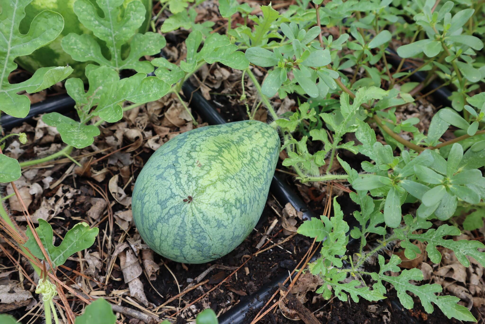 Growing Watermelon: What can go wrong? | The Beginner's Garden