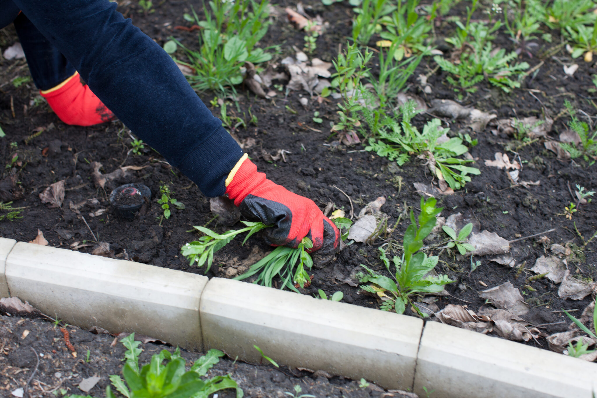 Why Weeds are Taking Over (and what to do about it) | The Beginner's Garden