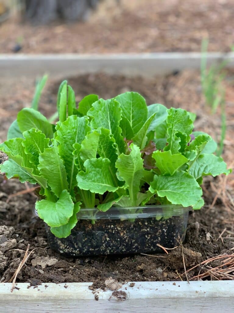 What I'm Planting In January | The Beginner's Garden