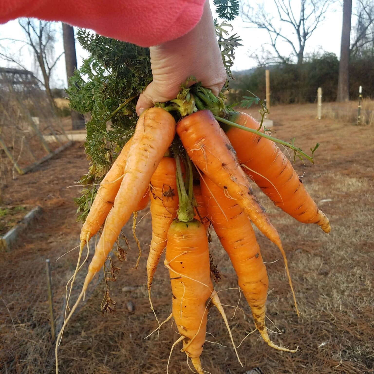 How To Choose The Best Carrot Variety For Your Garden | The Beginner's ...