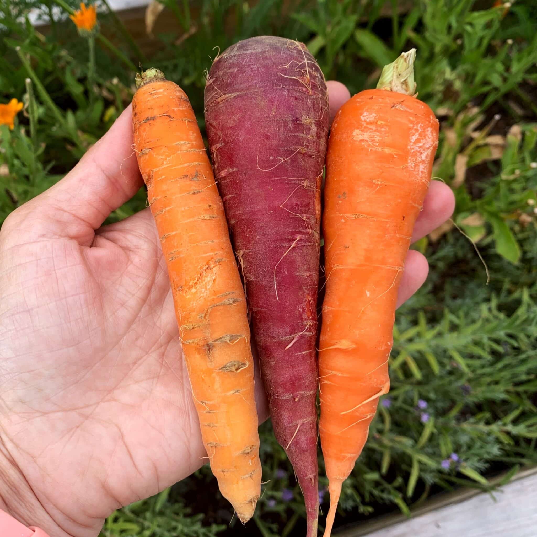 How To Choose The Best Carrot Variety For Your Garden | The Beginner's ...