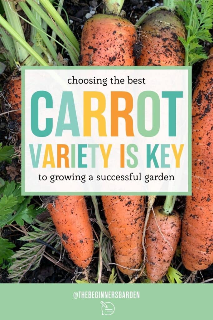 How To Choose The Best Carrot Variety For Your Garden | The Beginner's ...