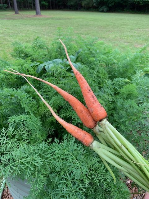 How To Choose The Best Carrot Variety For Your Garden | The Beginner's ...