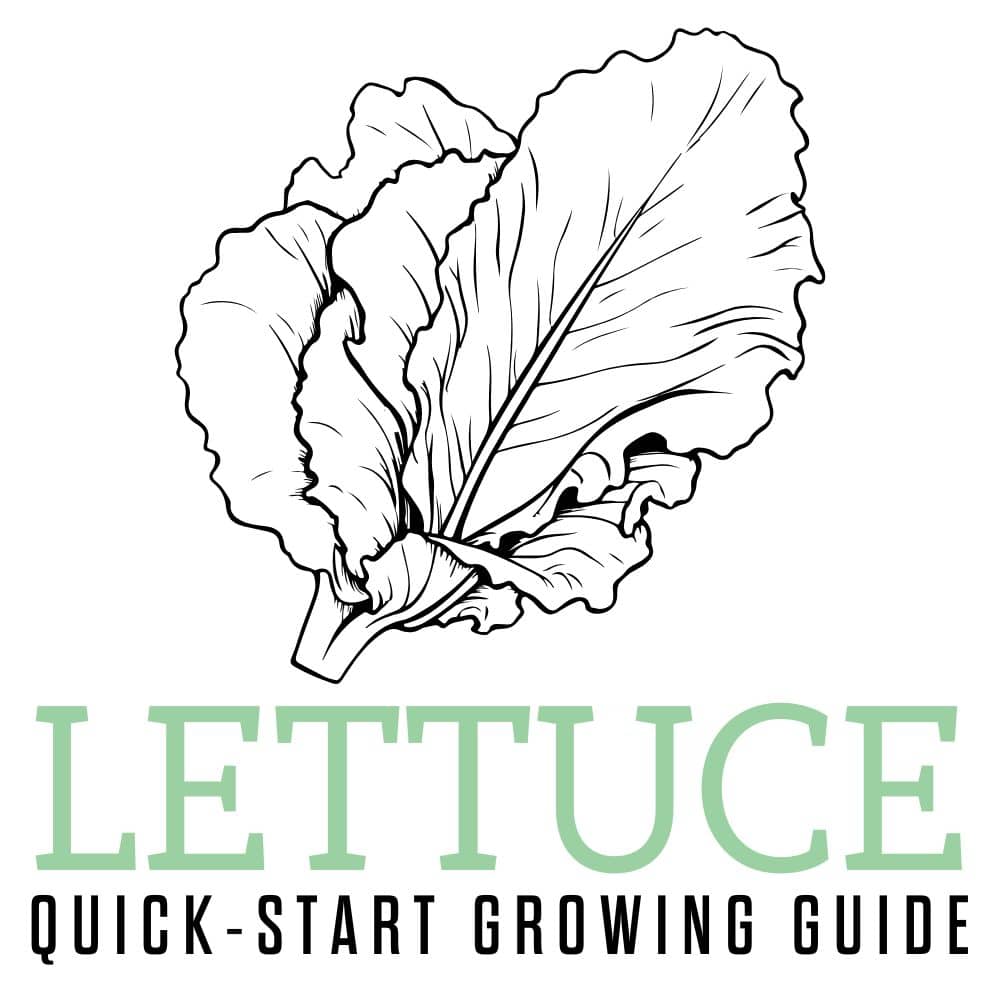 Lettuce_Logo | The Beginner's Garden